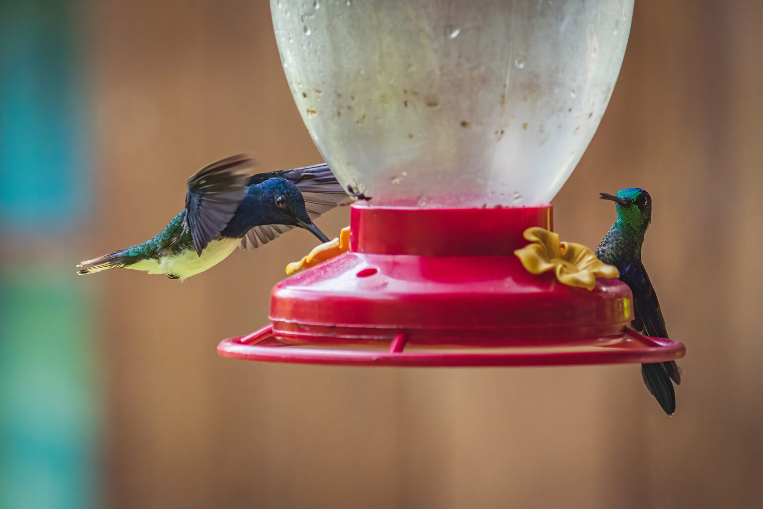 What Do Hummingbirds Eat: Nectar, Insects, and More!