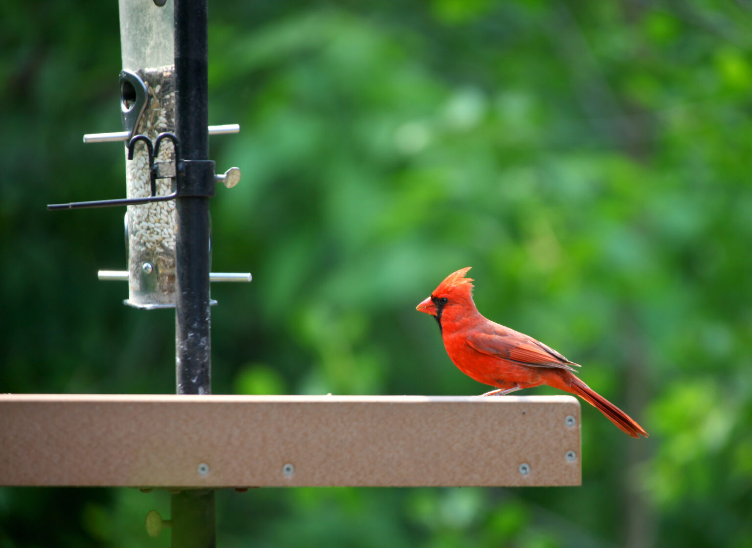 13 Secrets to Keeping Cardinals in Your Yard All Year