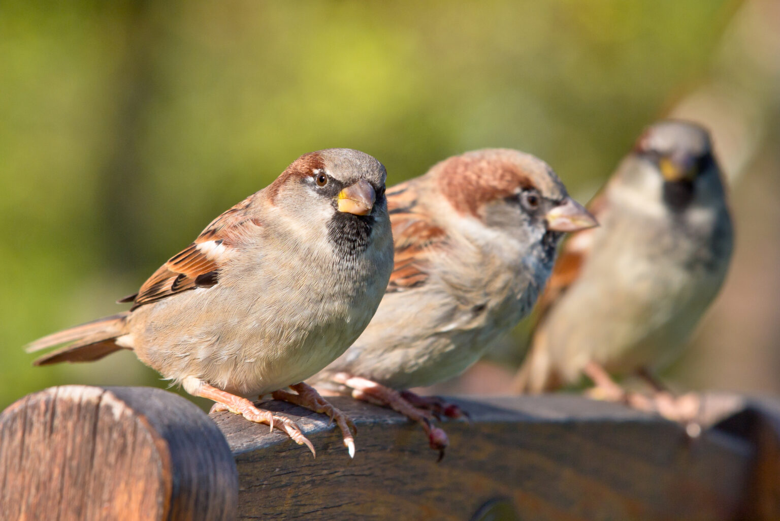 How to Keep Birds Off Your Porch