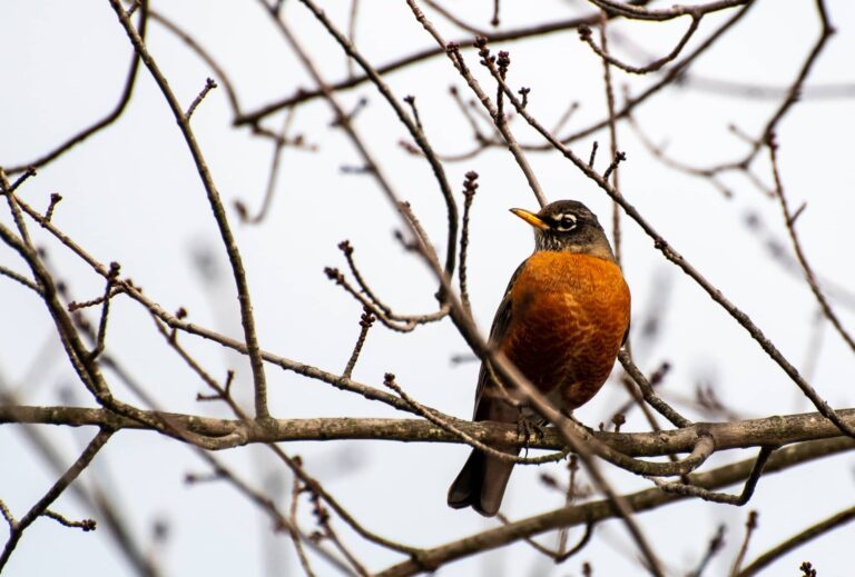 Birds In New Jersey: 26 Of The Most Famous Species