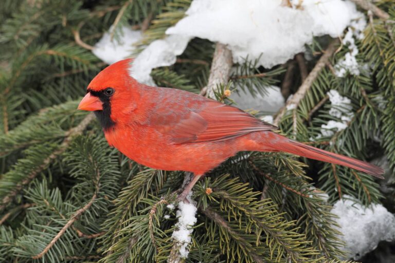 Birds In New Hampshire: 25 Species To Look Out For