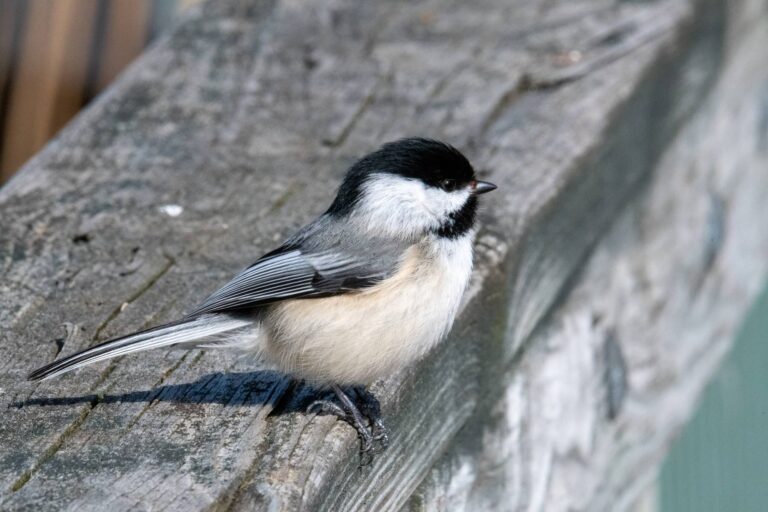 Birds In North Carolina: 25 Species To Look For In The Old North State