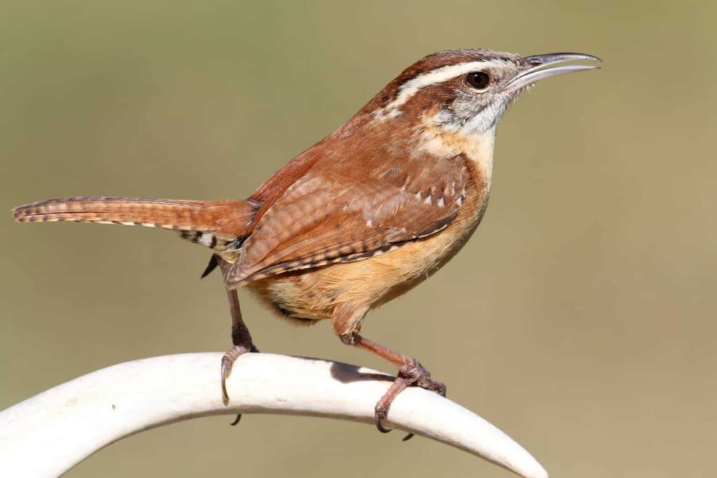 Birds In South Carolina: 25 Of The Most Stunning Species