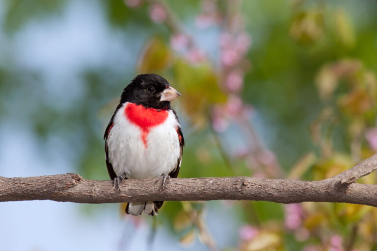 10 Finches in North Carolina: Discover a Spotter’s Paradise