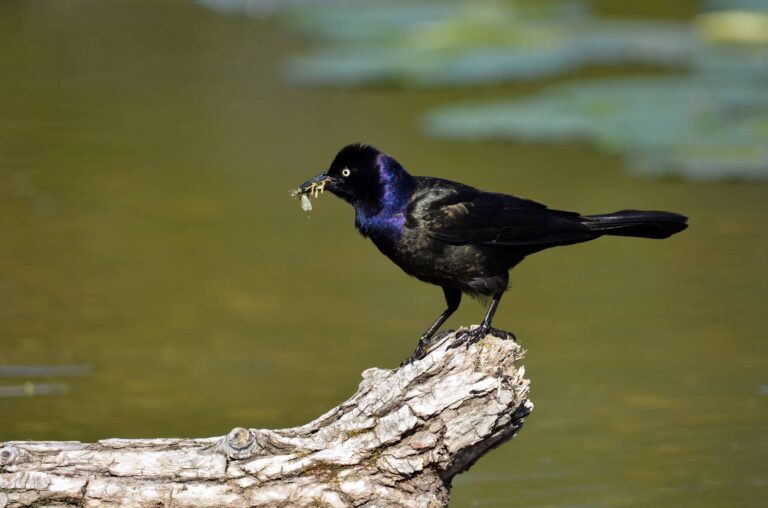Black Birds Of Ohio