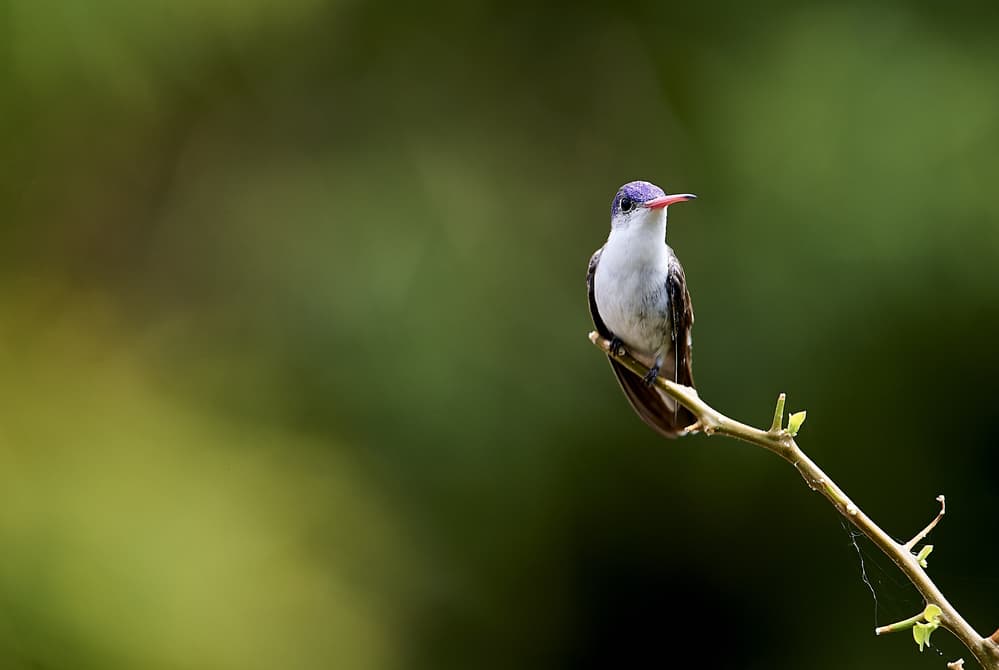 A Bird That Sounds Like a Baby Crying? The Curious Lyrebird