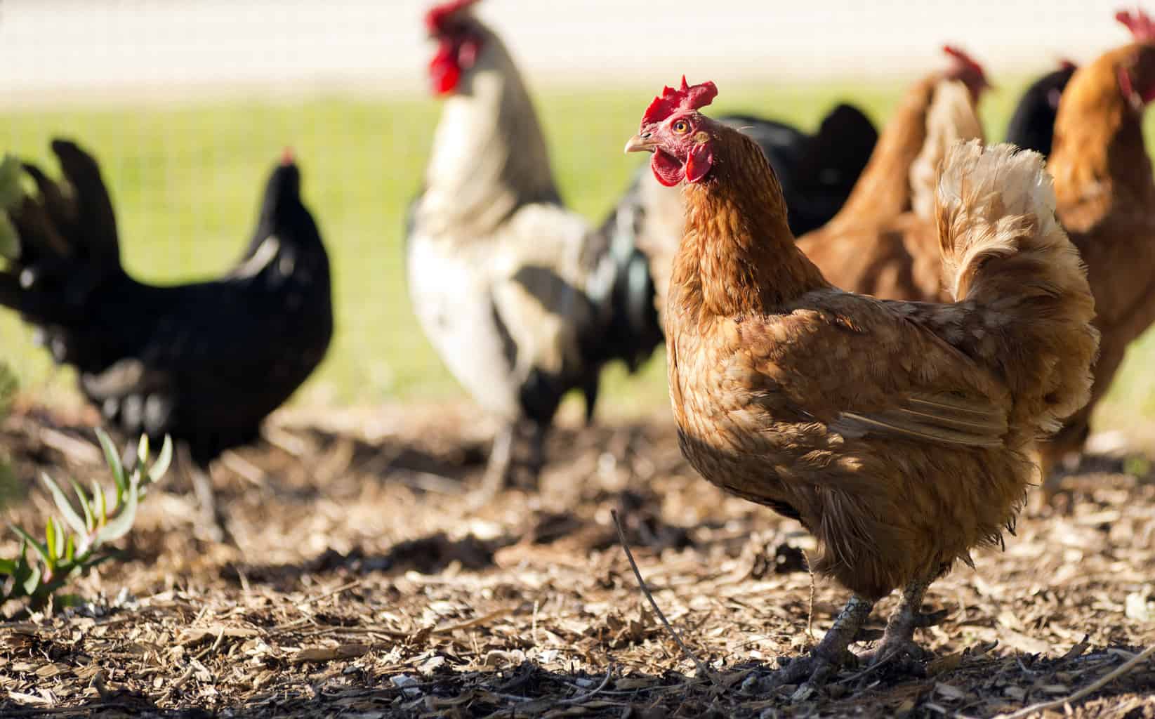 23 Birds That Look Like Chickens: Pheasants, Firebacks, Quail, and More!
