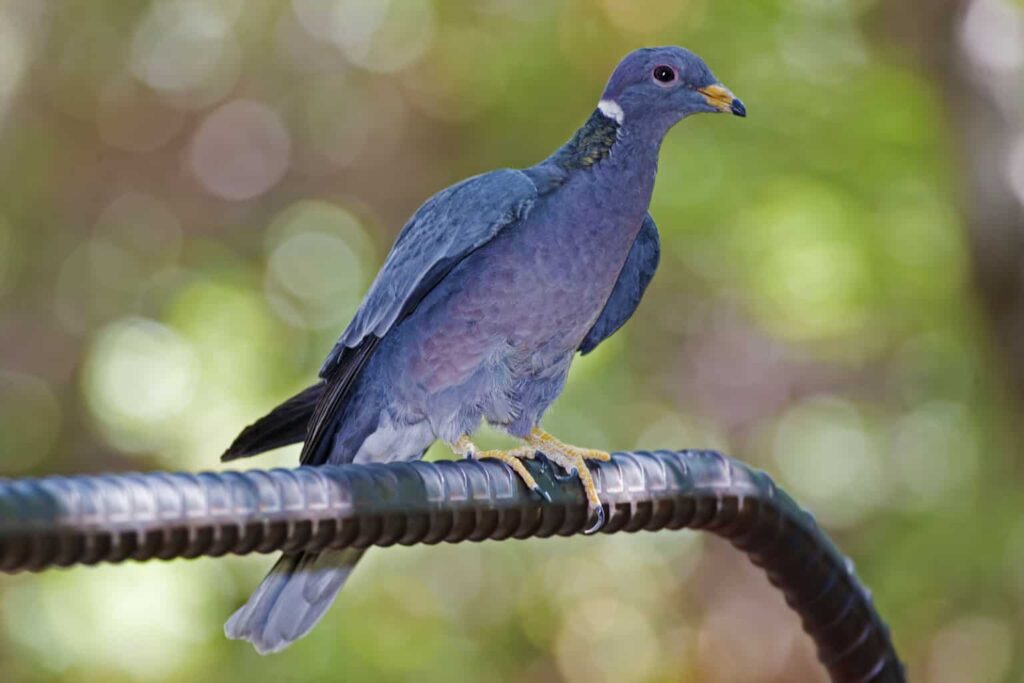 26 Birds That Look Like Pigeons: A Detailed List