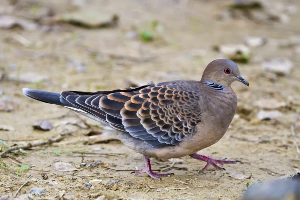 26 Birds That Look Like Pigeons: A Detailed List