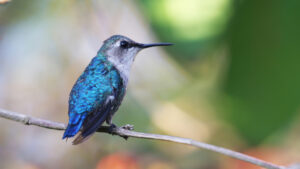 Meet the Bee Hummingbird, the World’s Smallest Bird