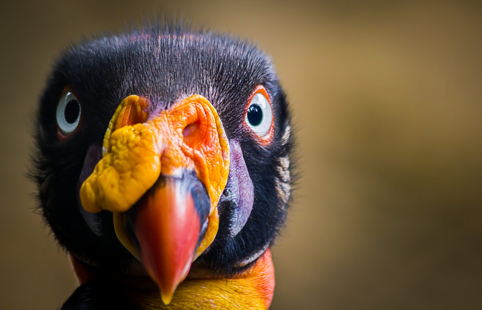 The King Vulture: A Large and Colorful Scavenger