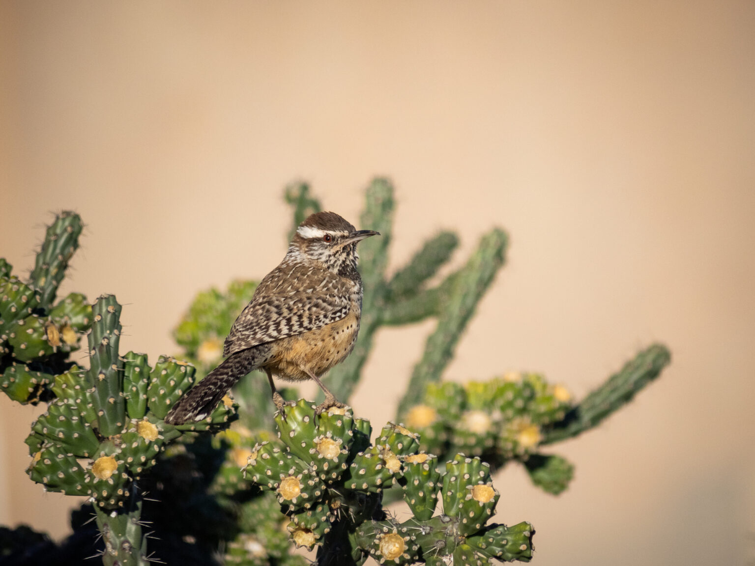 7 Species of Wrens in California: Our In-depth Guide