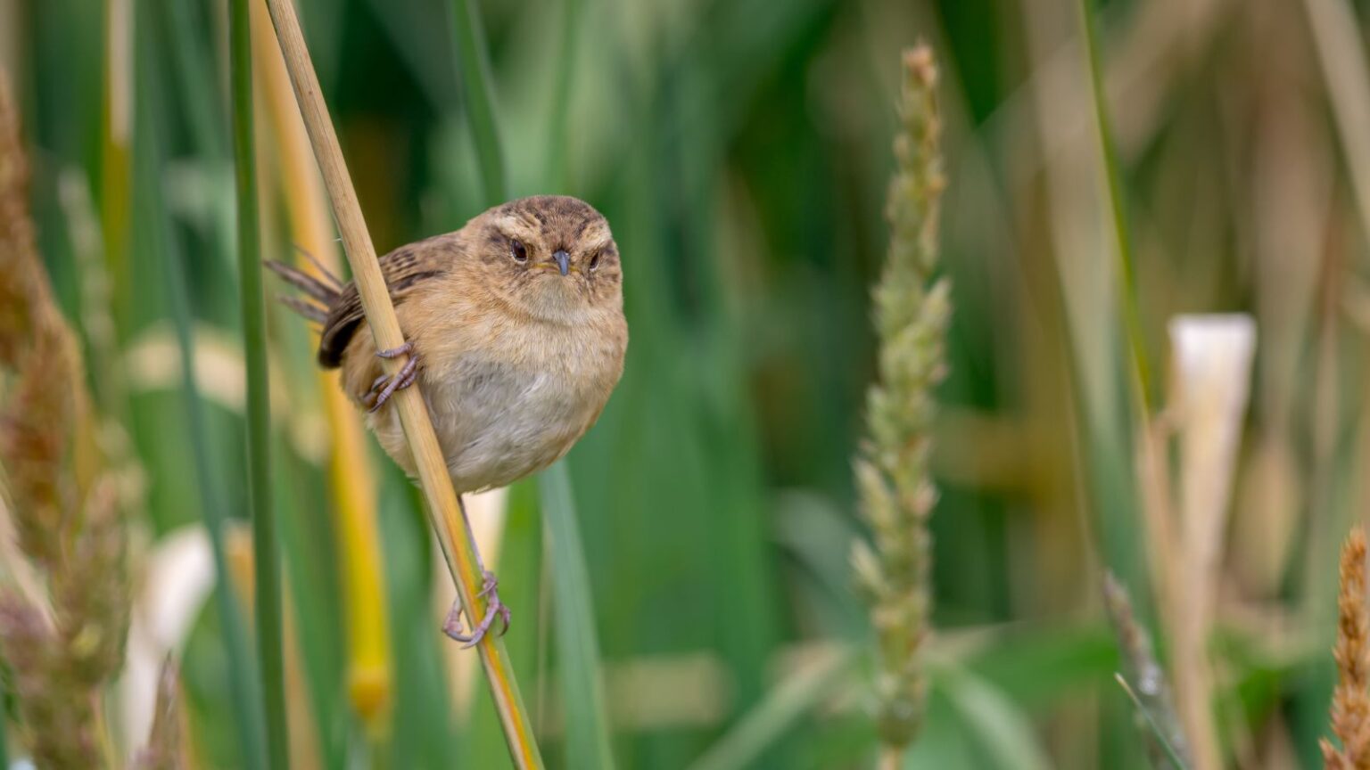 Wrens in New York (5 Varieties + When to See Them)