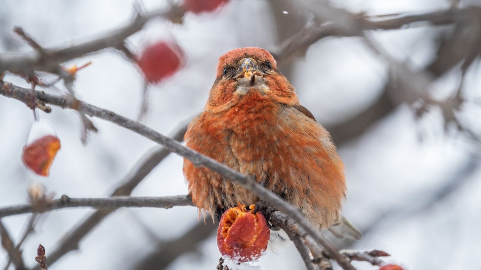 10 Finches in Indiana: Avian Visitors to Spot in the Wild
