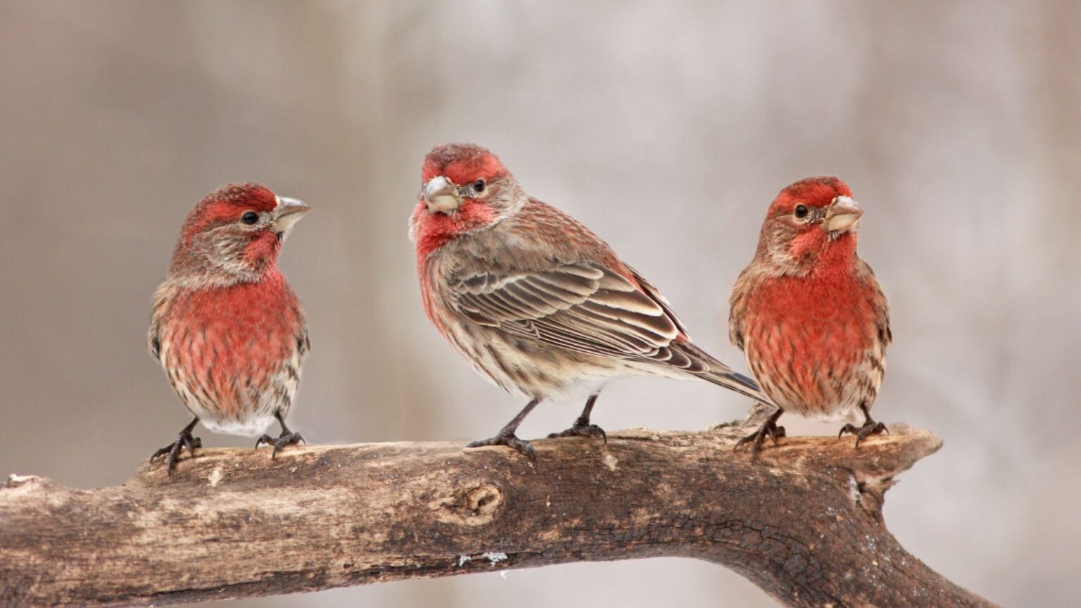 12 Finches in North Dakota: Birds in the Peace Garden State