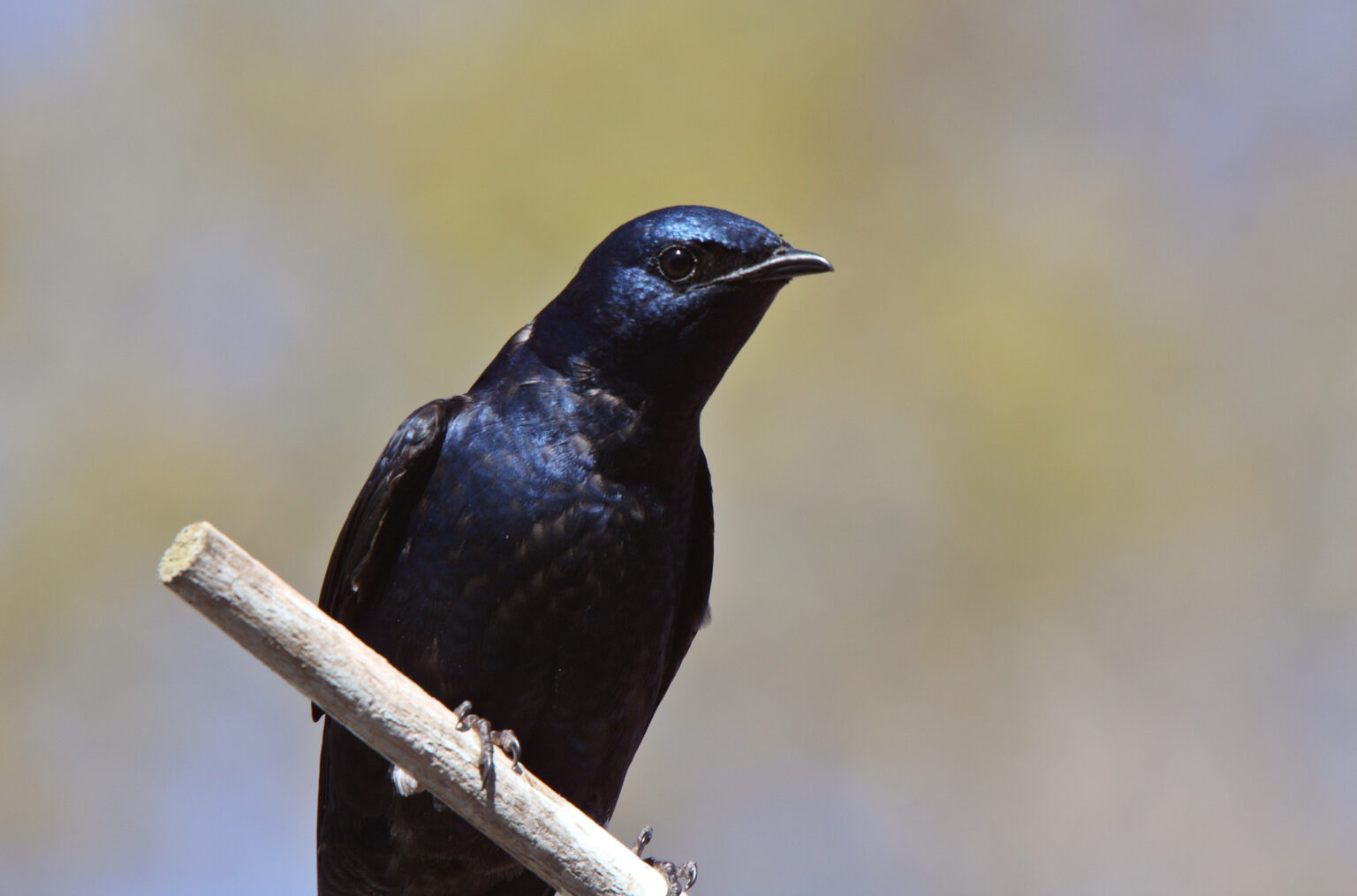 20 Birds With Purple Heads: An Array of Colorful Wildlife
