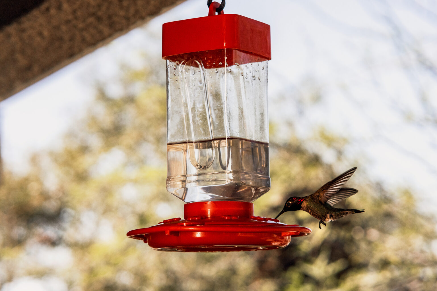 10 Hummingbird Feeding Mistakes Everyone Makes (and How to Avoid Them)