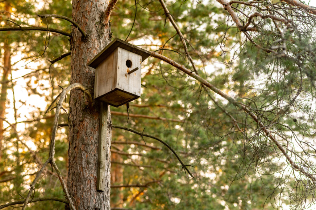 Roosting Boxes - A Place For Birds To Take Shelter