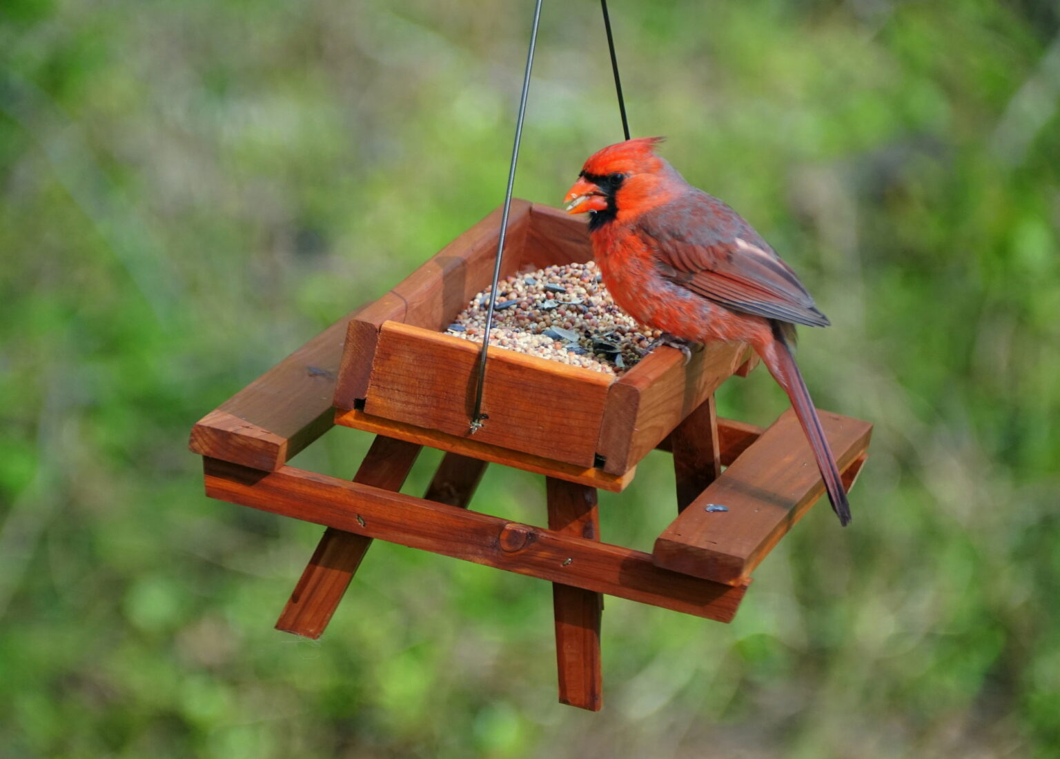 5 Cardinal Bird Feeding Mistakes Everyone Makes (and How to Avoid Them)