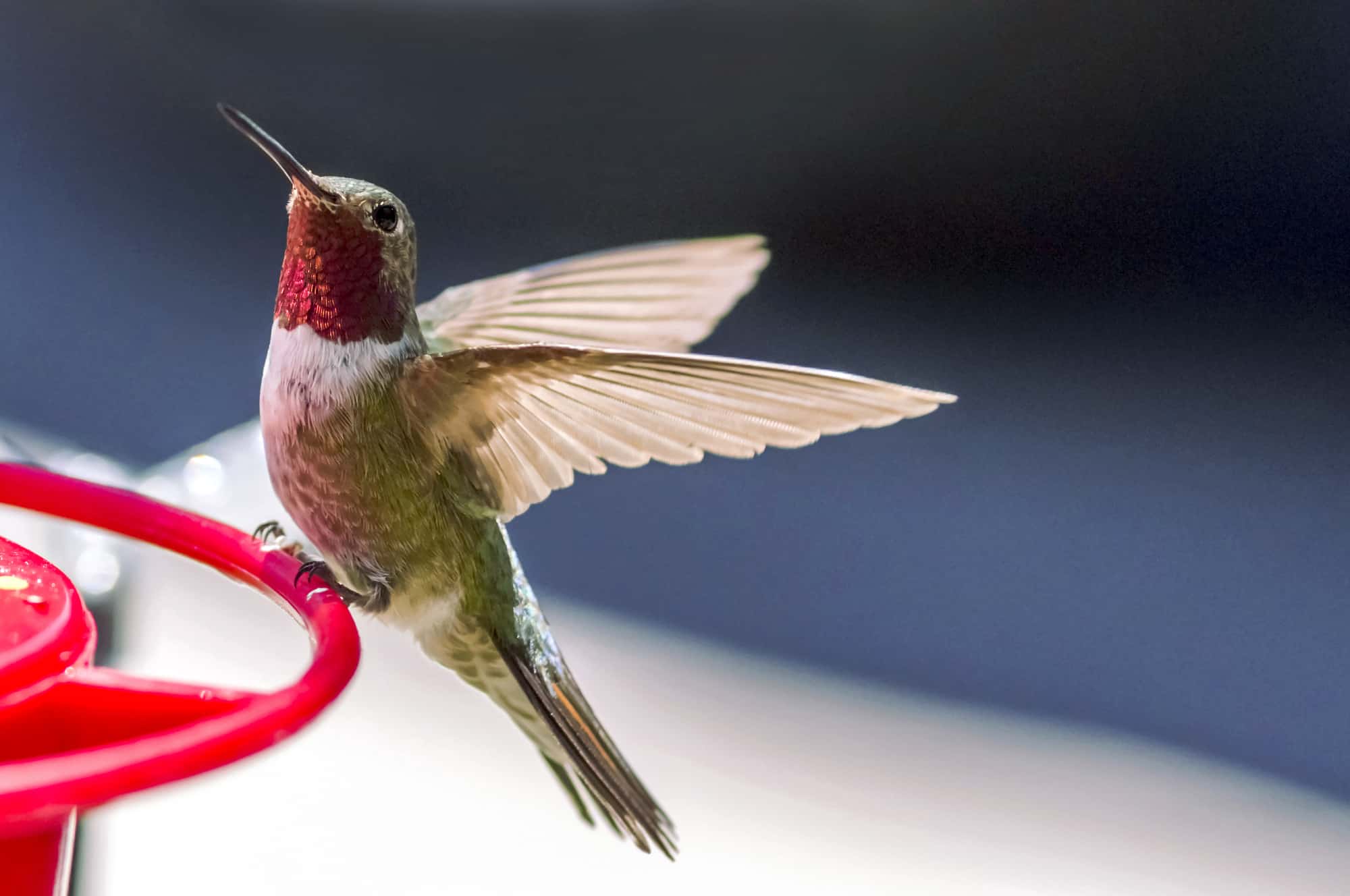 22 Rare Moments With Hummingbirds: A Treasure Trove for Birdwatchers