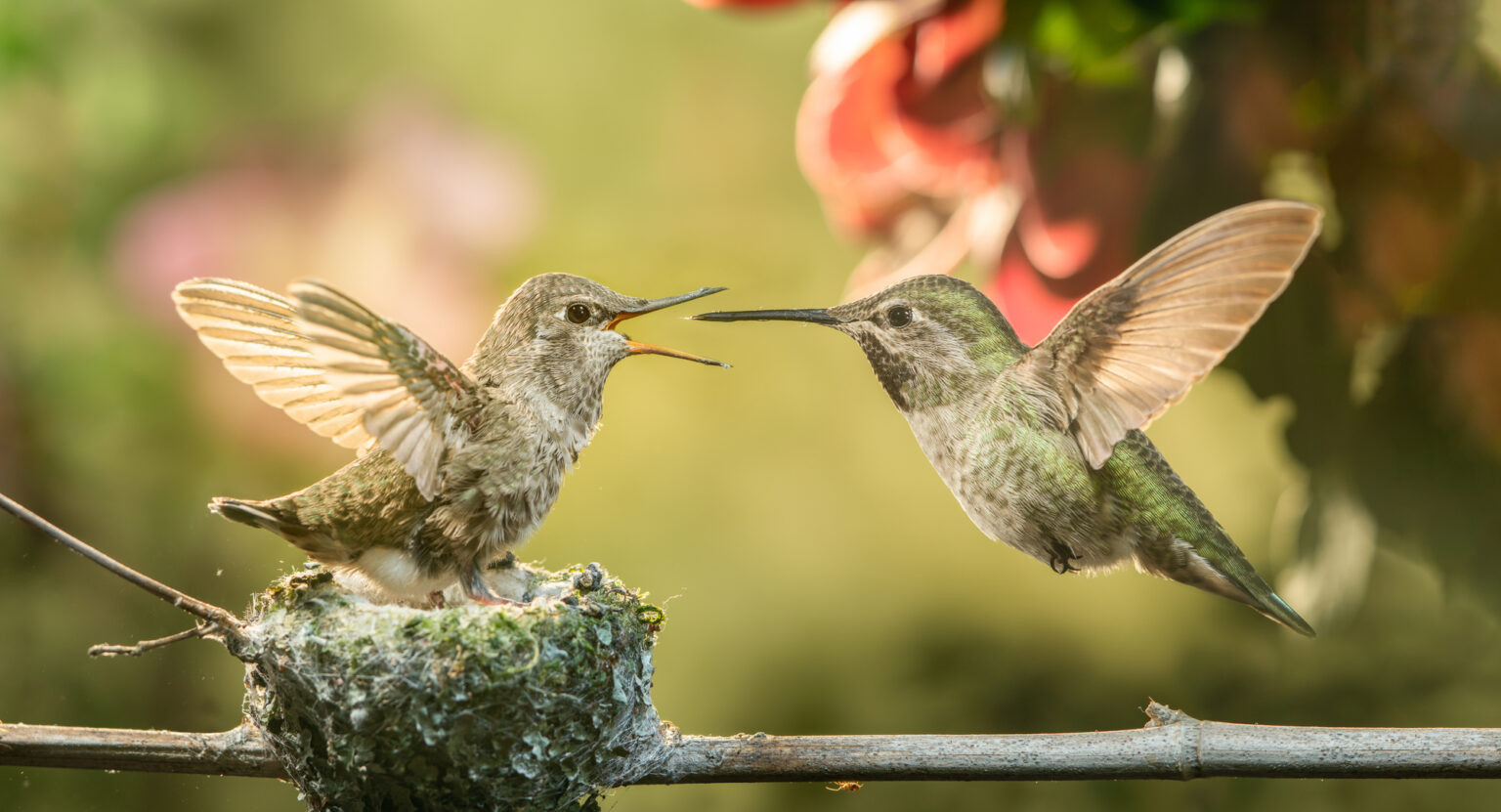 22 Rare Moments With Hummingbirds: A Treasure Trove for Birdwatchers