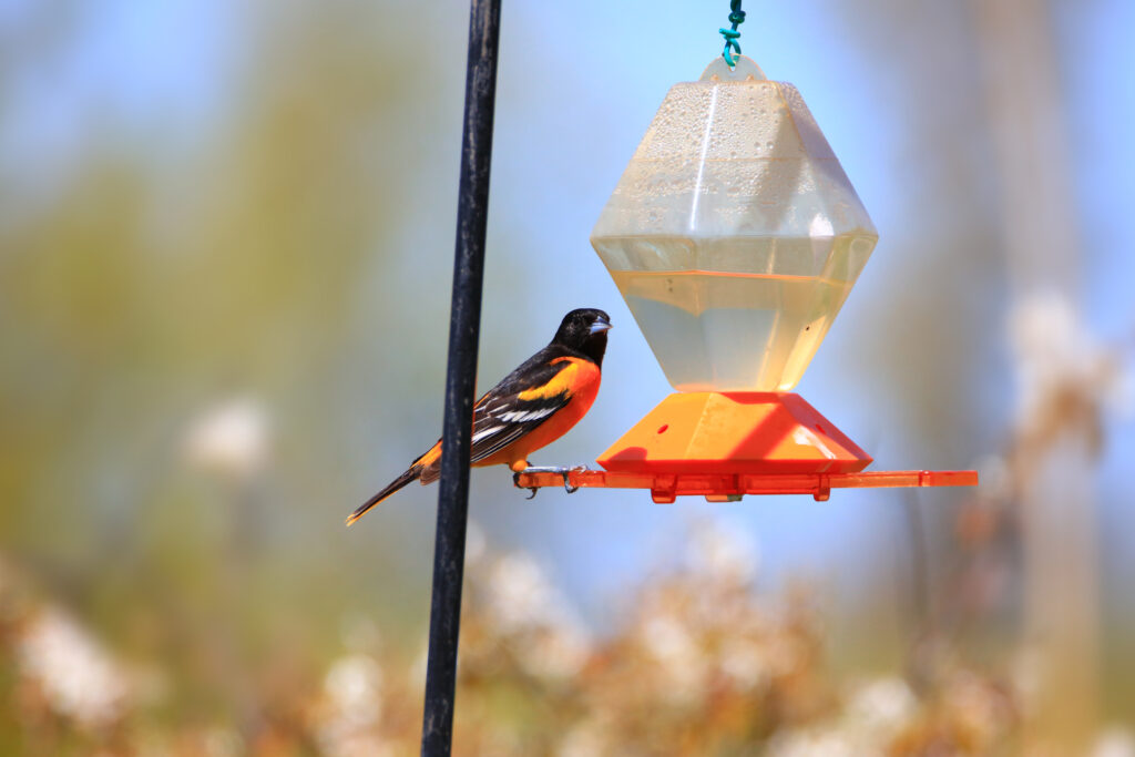 This Oriole Nectar Recipe is the Only One You'll Ever Need