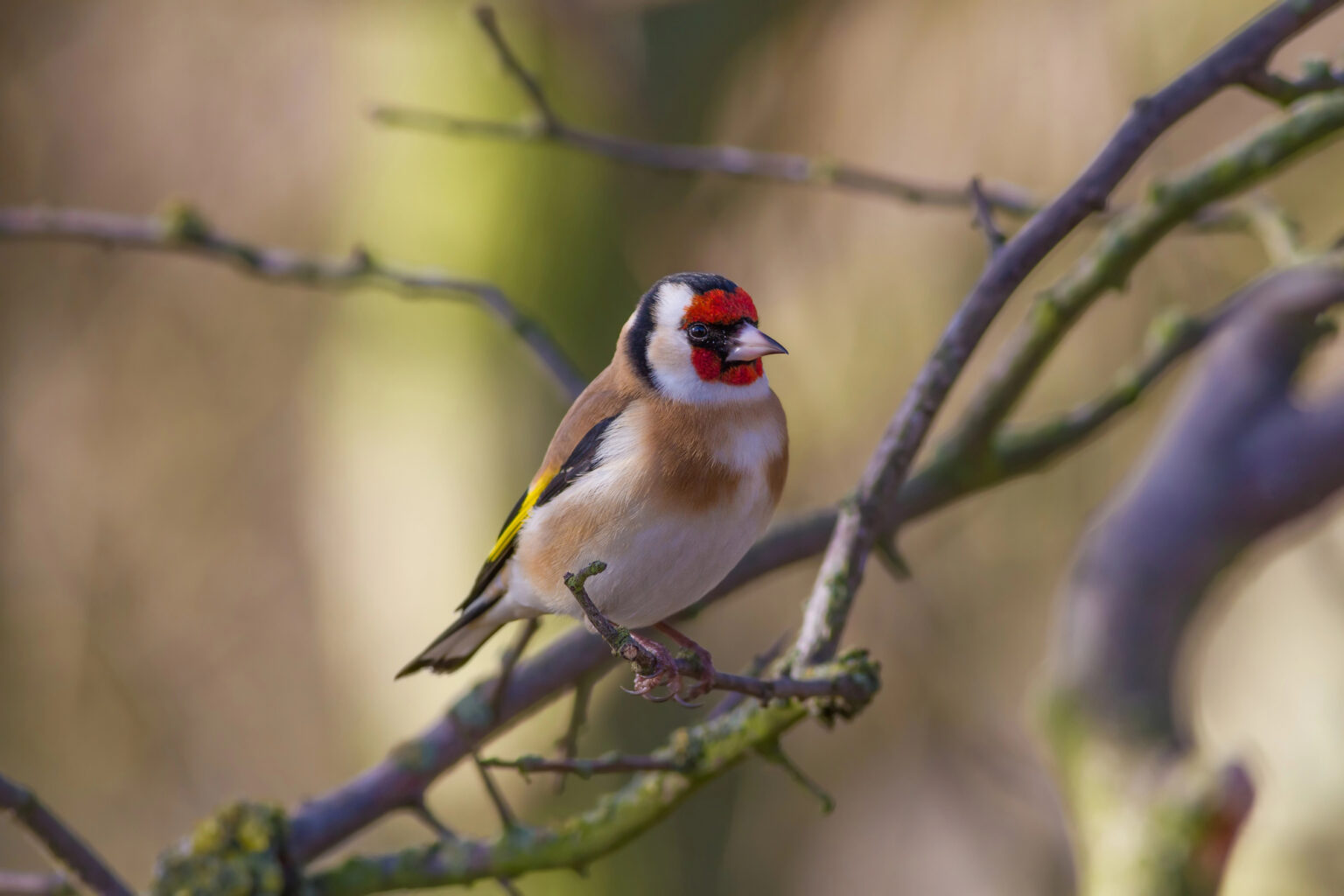 8 Simple Habits of People Who Have a Thriving, Bird-Friendly Backyard