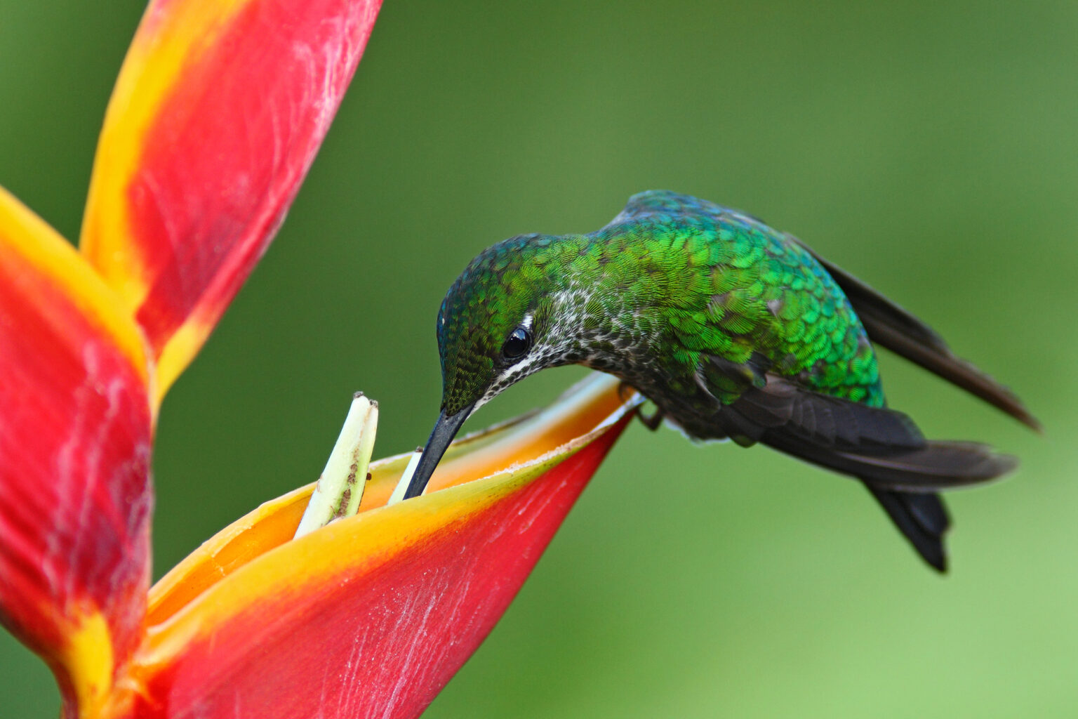 12 Signs You're Overfeeding Your Backyard Birds