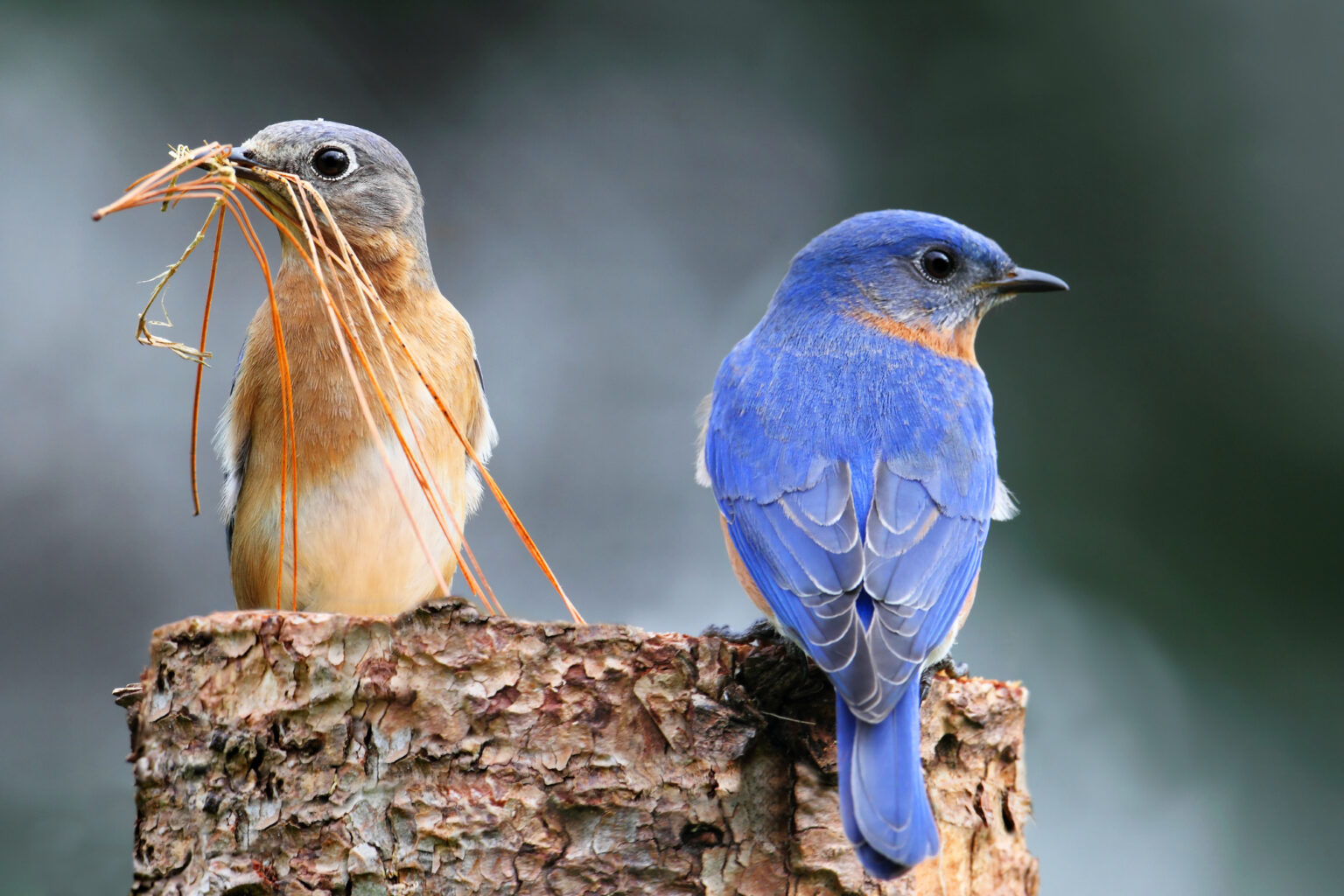 Bluebirds Up Close: 18 Captivating Photos That Will Make You Fall in Love