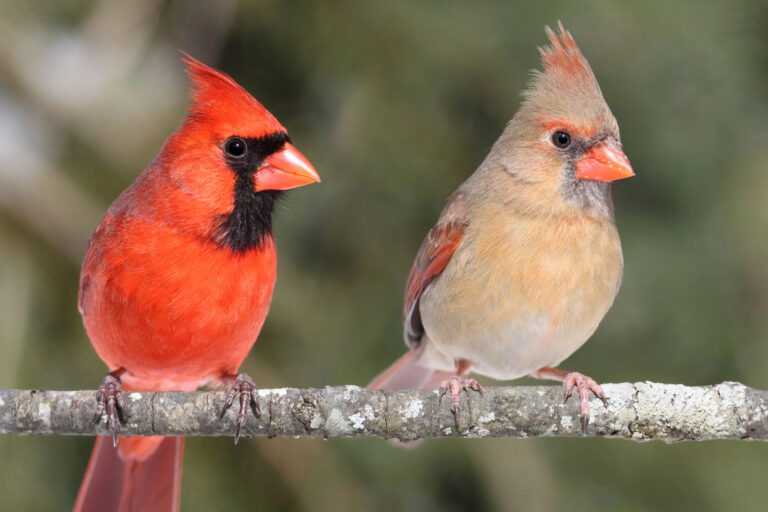 13 Ways to Attract Cardinals Without Spending a Fortune