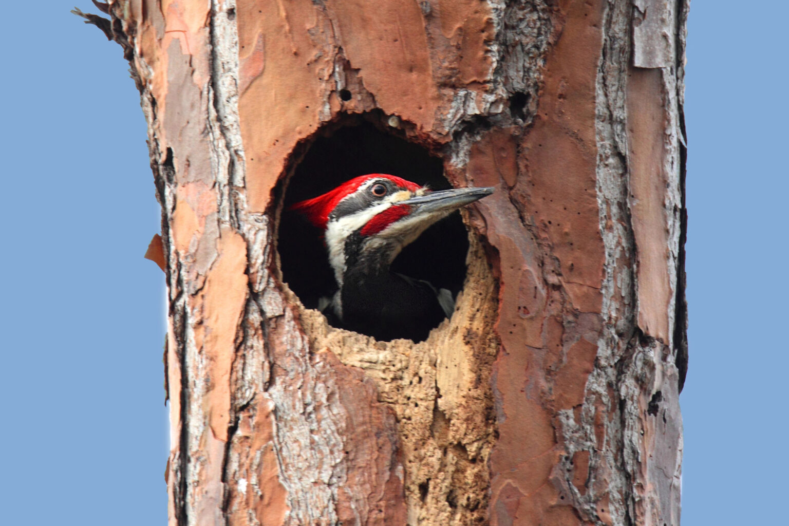 14 Must-See Photos of Woodpeckers in Their Natural Habitat