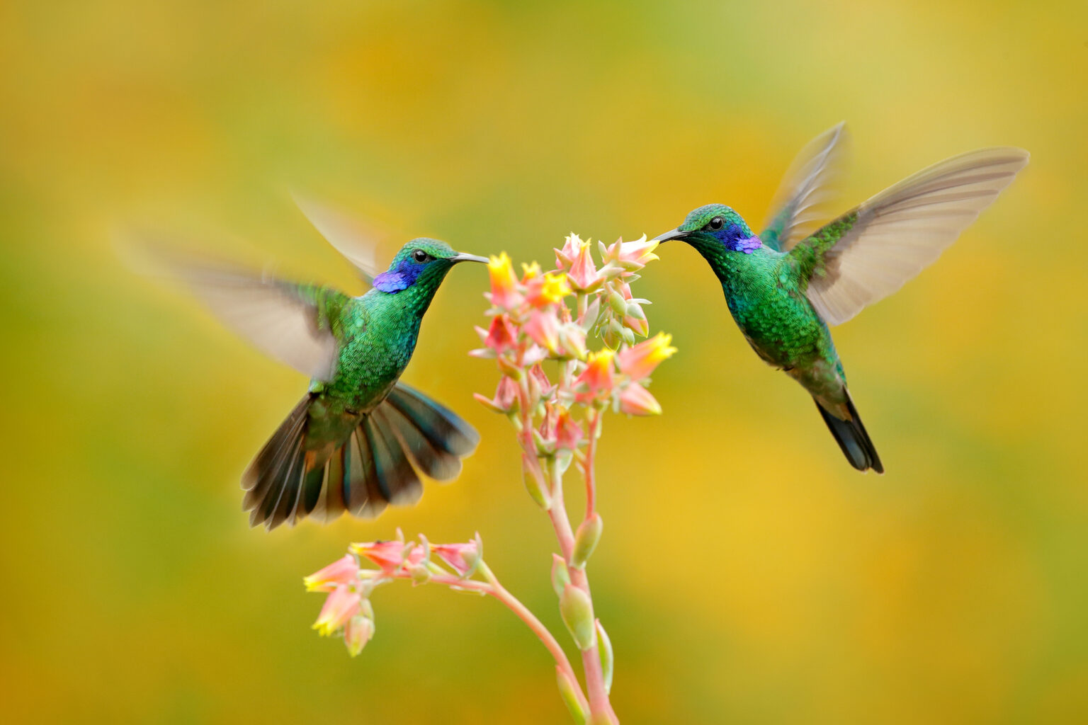 22 Rare Moments With Hummingbirds: A Treasure Trove for Birdwatchers