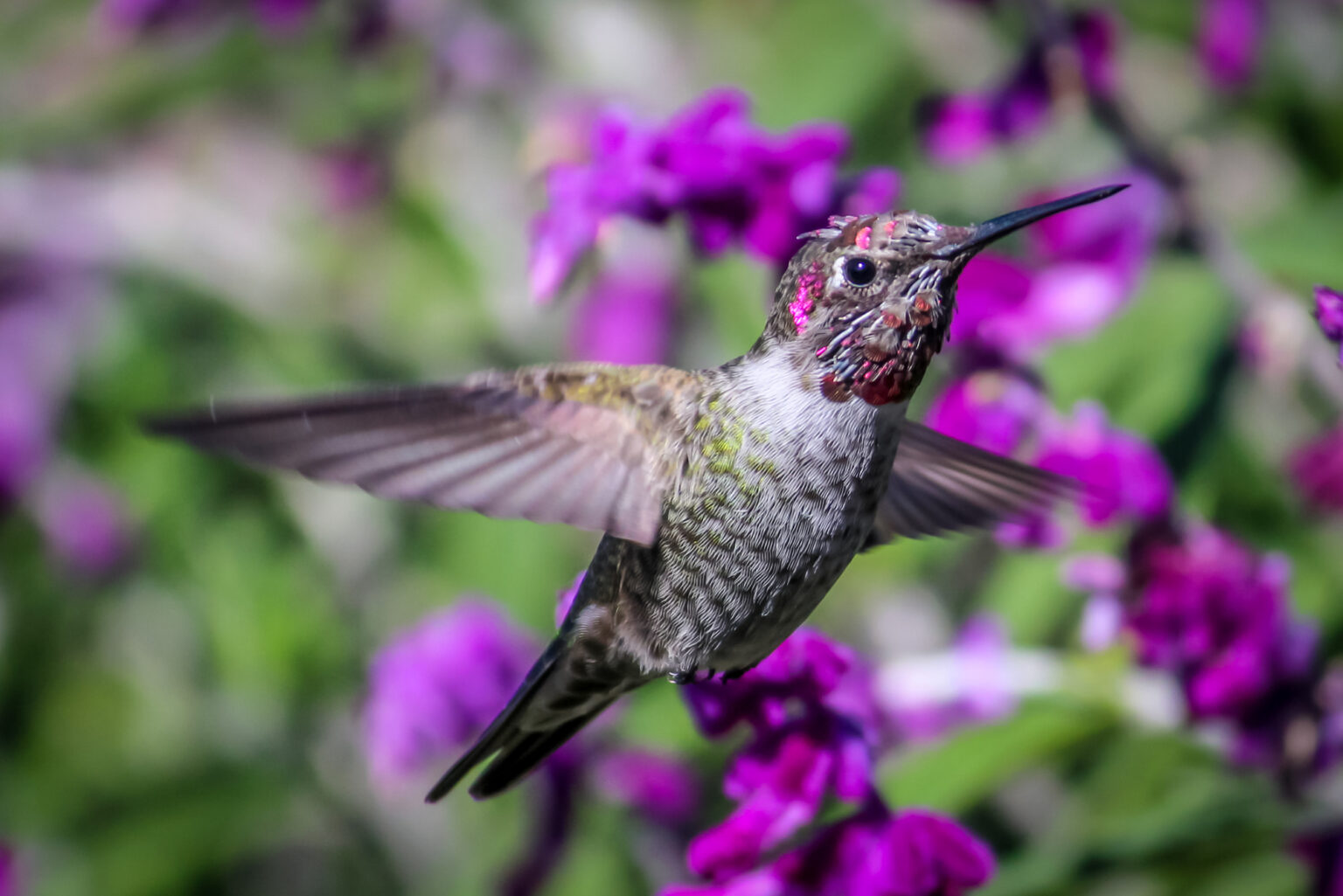 15 Small Birds in Arizona: An Array of Natural Wonders