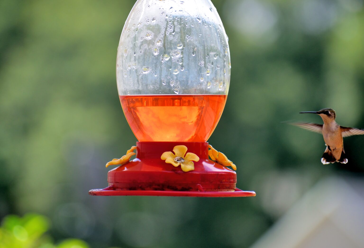 14 Foods Not to Place in Feeders for Your Visiting Birds