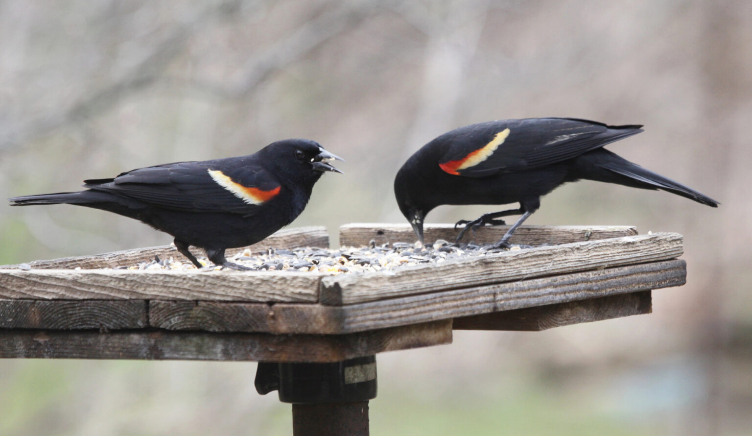 The Top 5 Bird Feeder Bullies and How to Manage Them