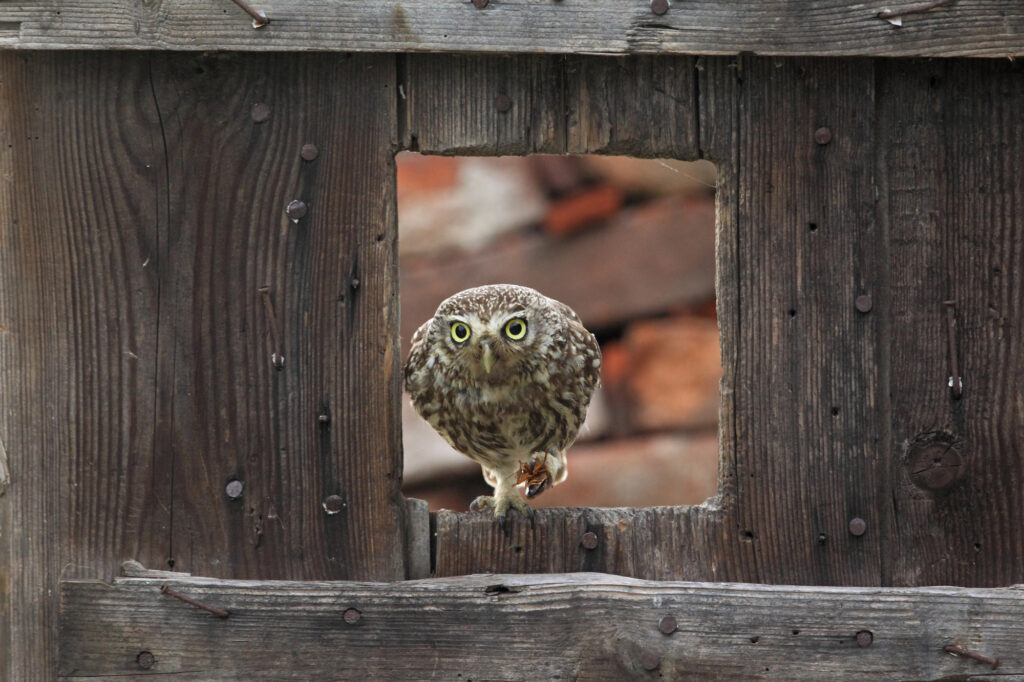 Bird House Hole Size Guide: Everything You Need to Know