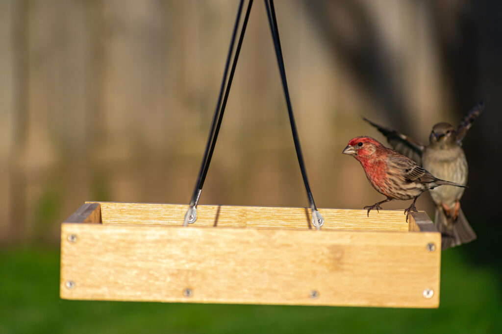 20 Creative Bird Feeder Hanging Ideas for Your Garden