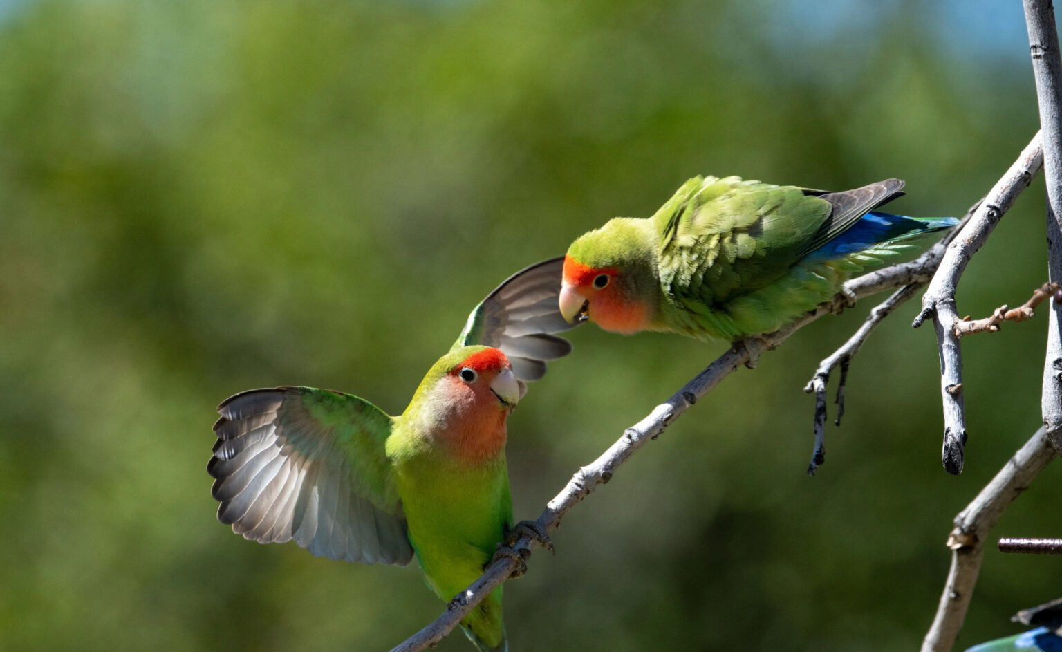 12 Signs You're Overfeeding Your Backyard Birds