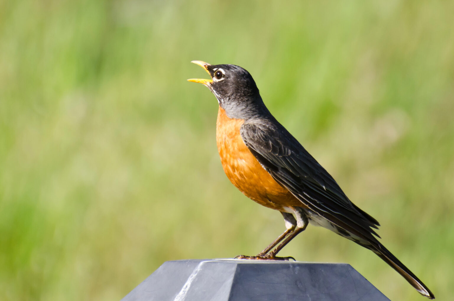 They're Back! 10 Birds That Mean Spring is Nearly Here