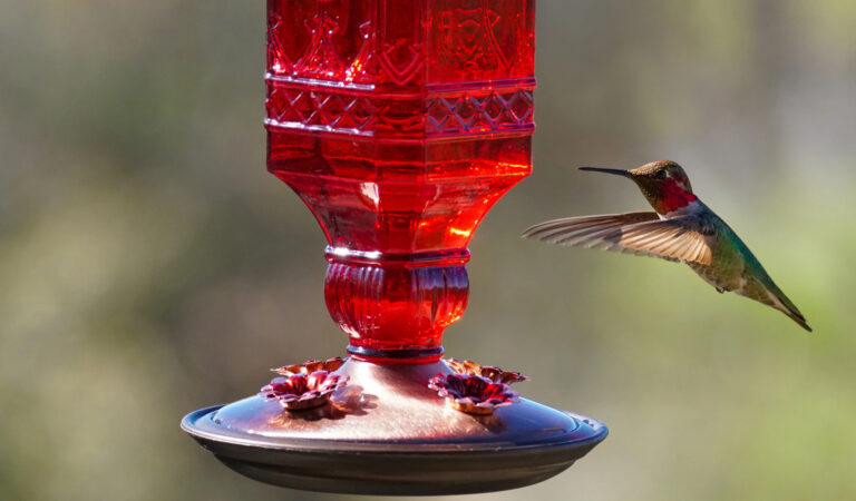 14 Ways to Make Your Hummingbird Garden Stand Out