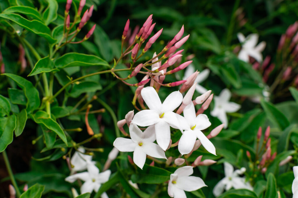 8 Toxic Plants That Are Secretly Killing Your Hummingbird Garden