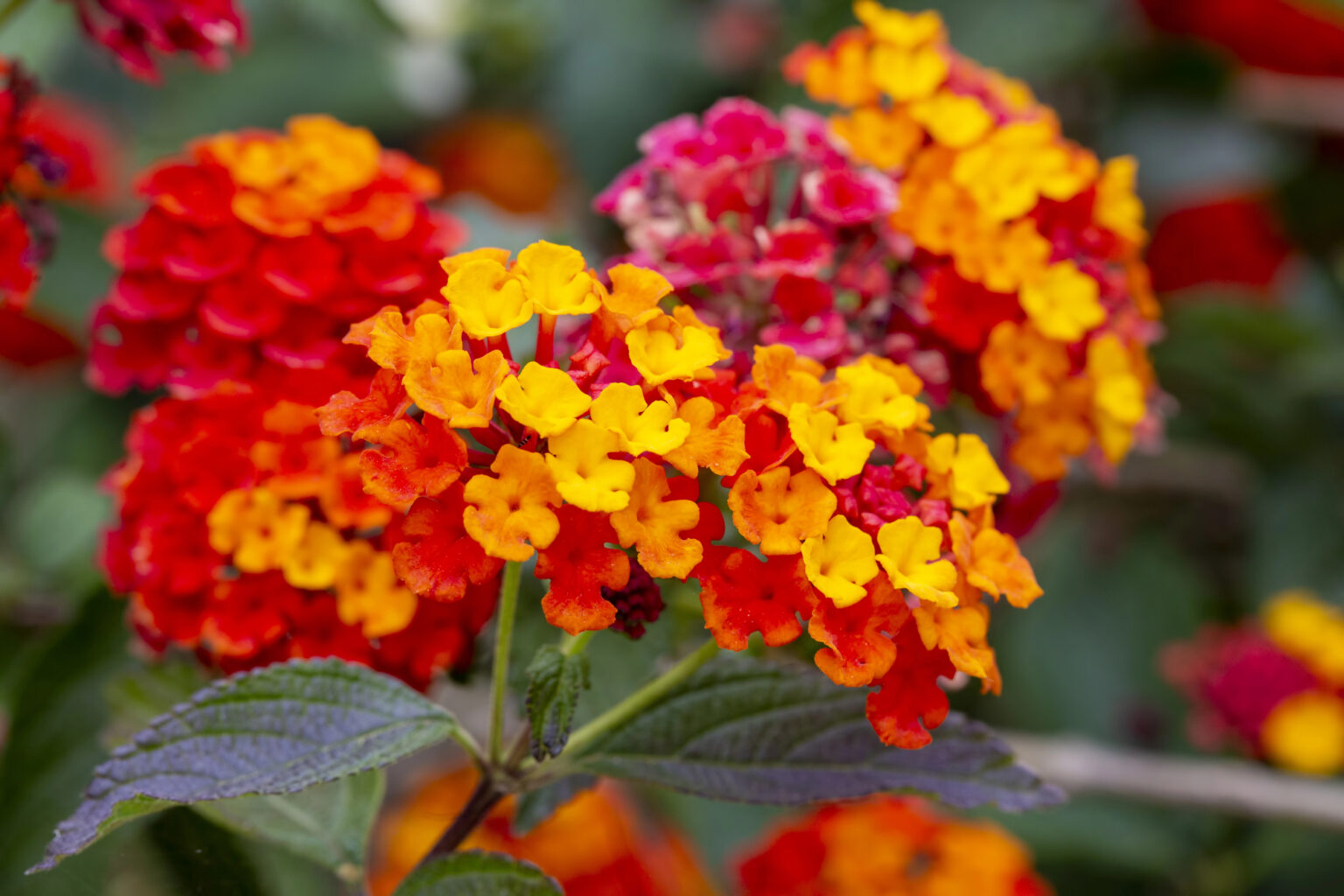 8 Toxic Plants That Are Secretly Killing Your Hummingbird Garden