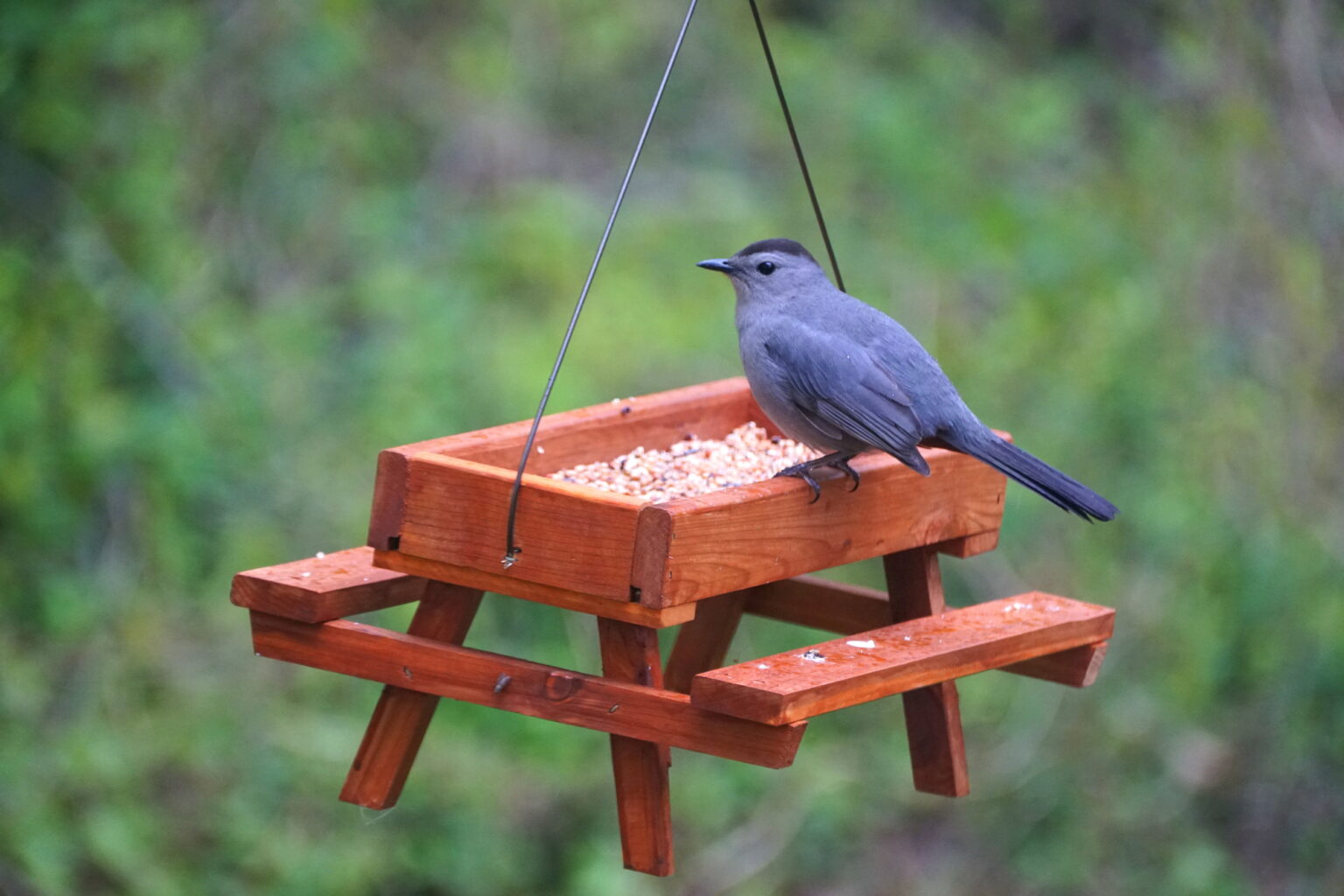 Backyard Imposters: 10 Common Birds With Extraordinary Mimicking Powers