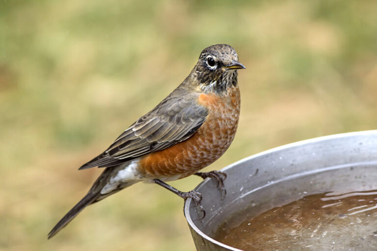 Backyard Imposters: 10 Common Birds With Extraordinary Mimicking Powers