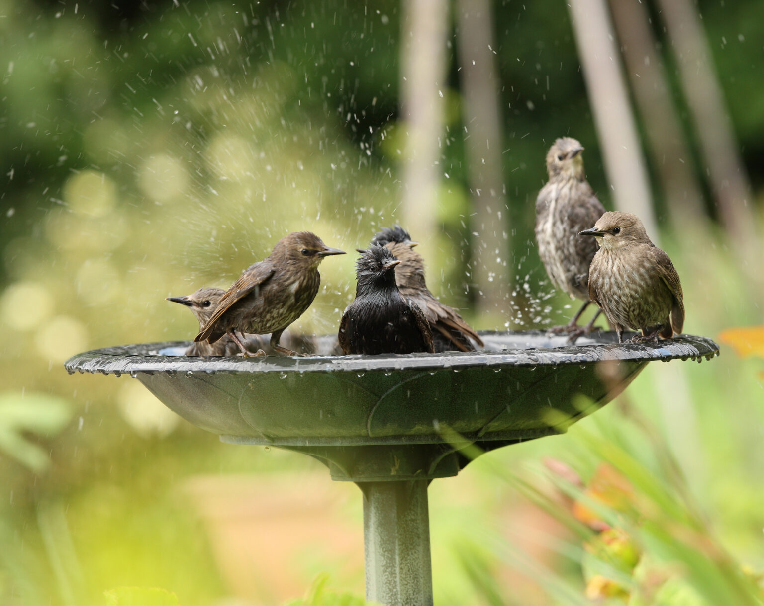 18 Small Birds in Alaska: Wonders in The Last Frontier