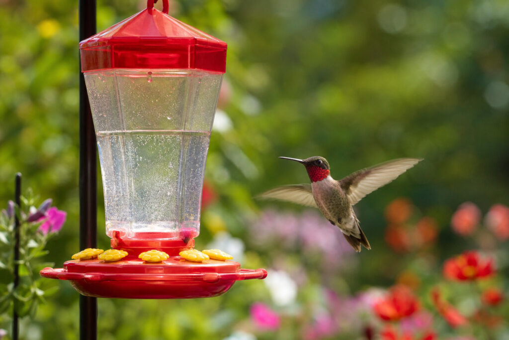 The Exact Time to Refill Hummingbird Nectar in Warm Weather (It's ...