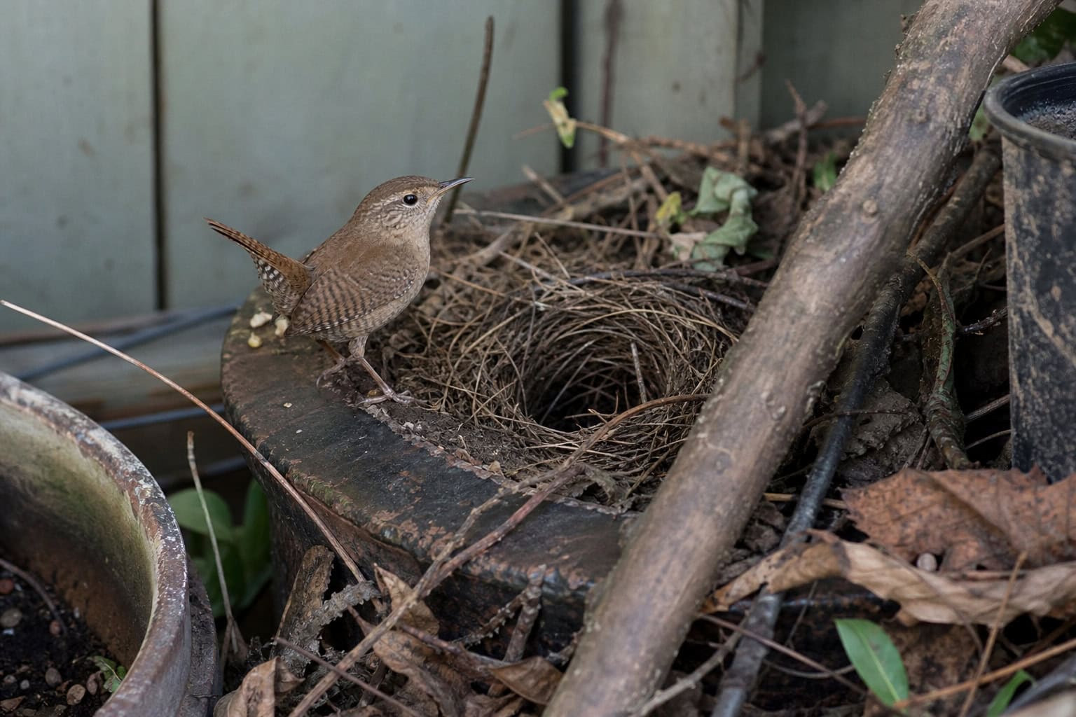 The Weird Reason Wrens Choose the Ugliest Spot in Your Yard to Nest (It ...